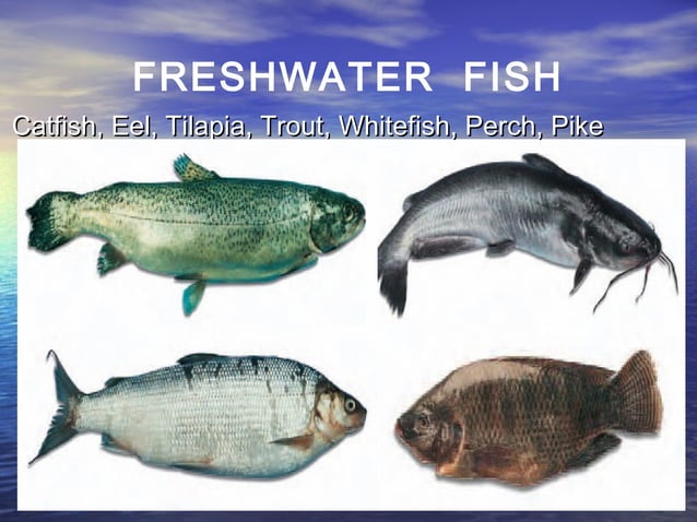 Fish and shellfish | PPT | Fish and Aquariums | Pets