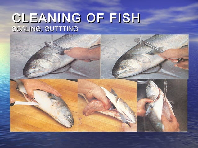 Fish and shellfish | PPT | Fish and Aquariums | Pets