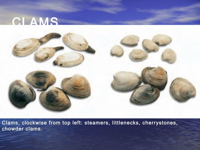 Fish and shellfish | PPT | Fish and Aquariums | Pets