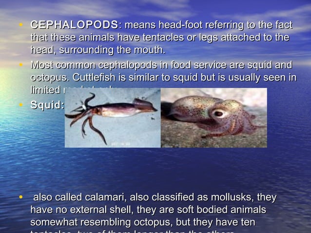 Fish and shellfish | PPT | Fish and Aquariums | Pets