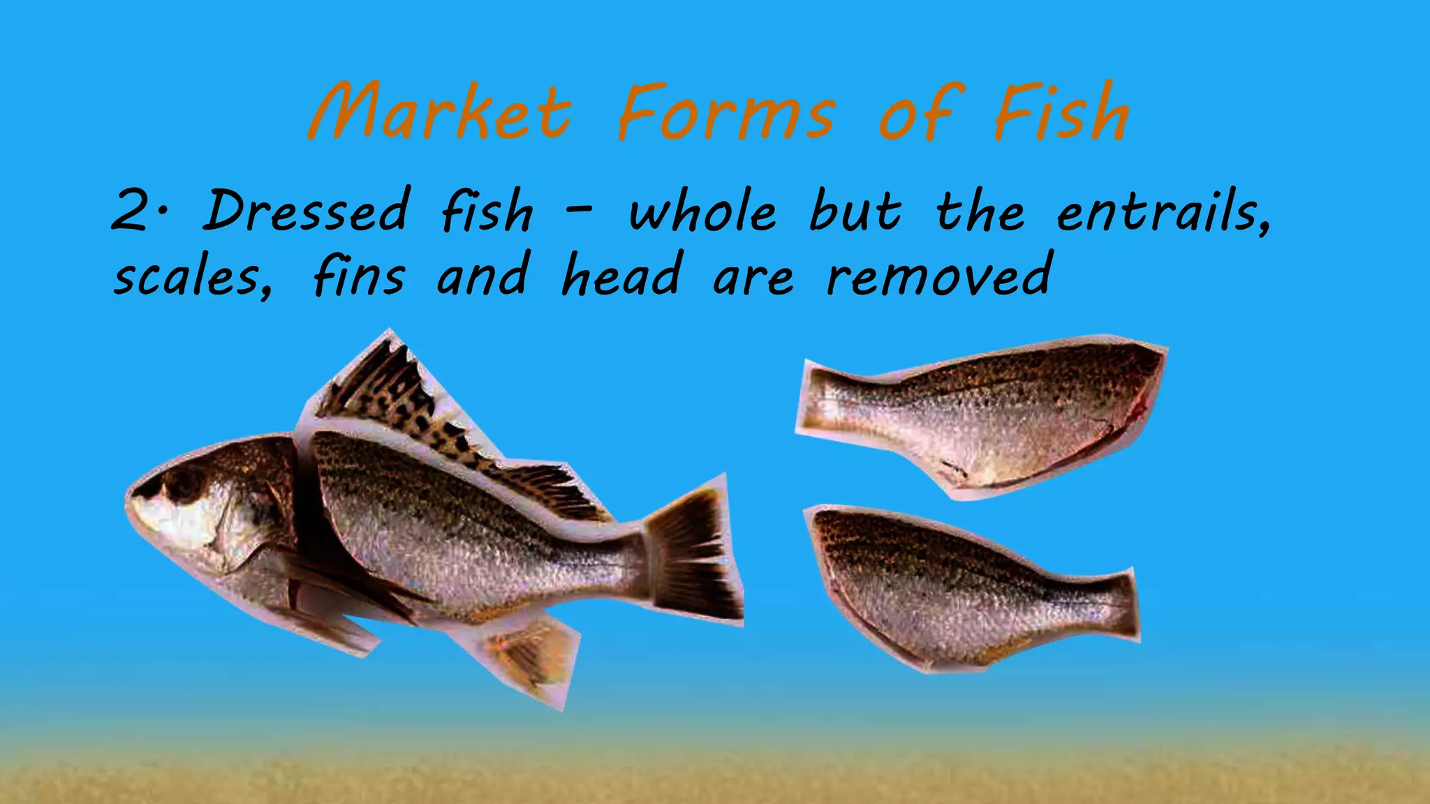 Fish and shellfish | PPTX