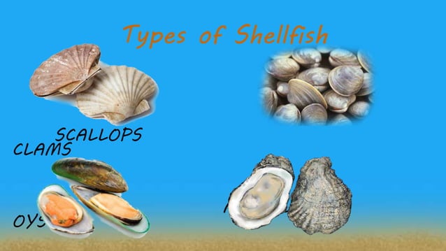 Fish and shellfish | PPTX