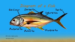 Fish and shellfish | PPTX