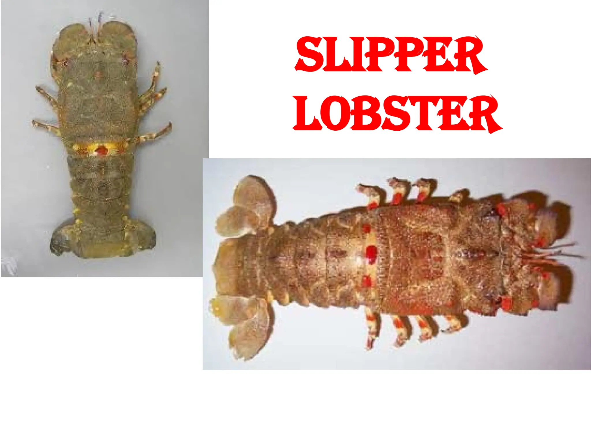 understanding the importance of FISH AND SHELLFISH.ppt