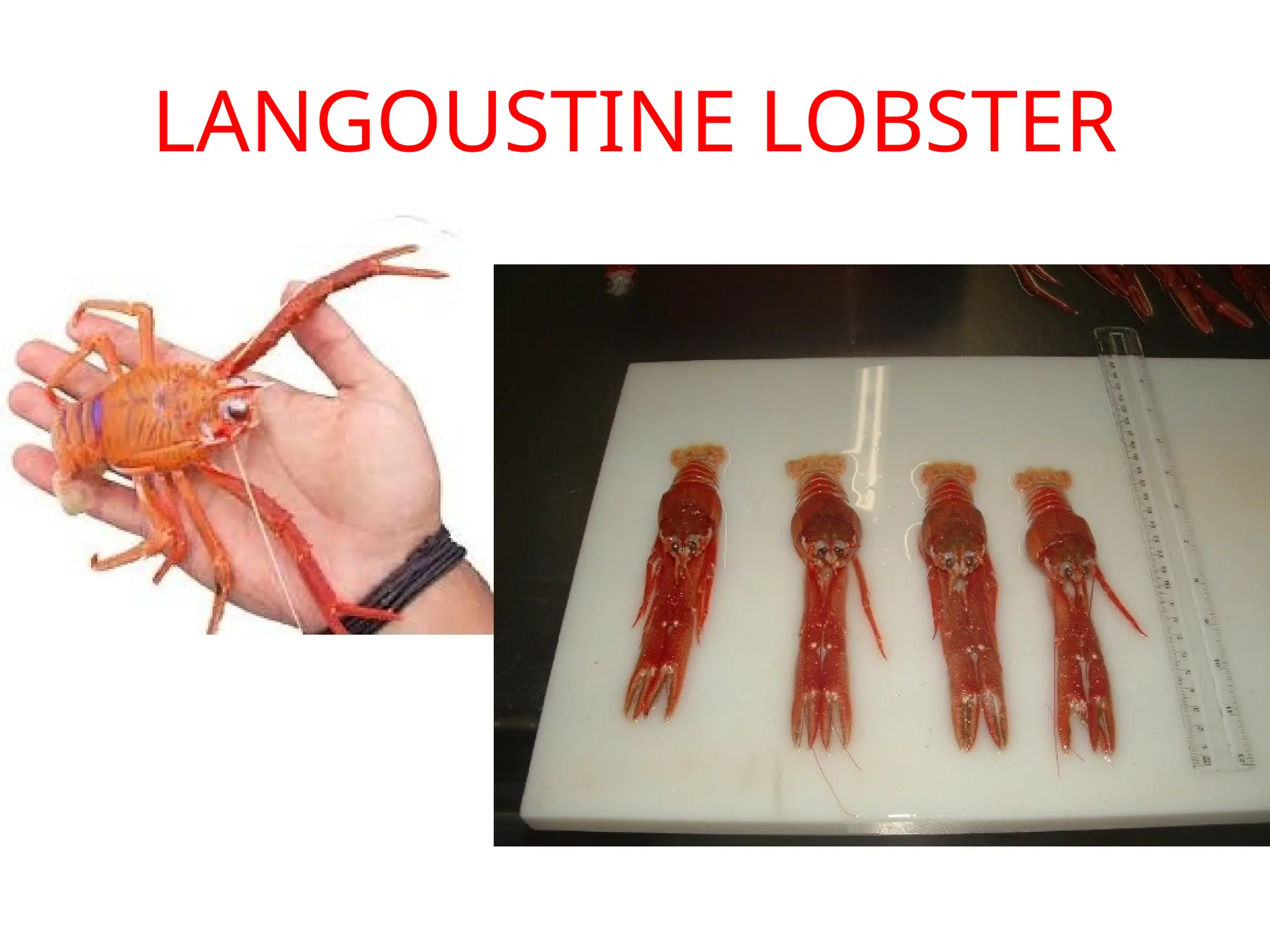 understanding the importance of FISH AND SHELLFISH.ppt understanding the importance of FISH AND SHELLFISH.ppt