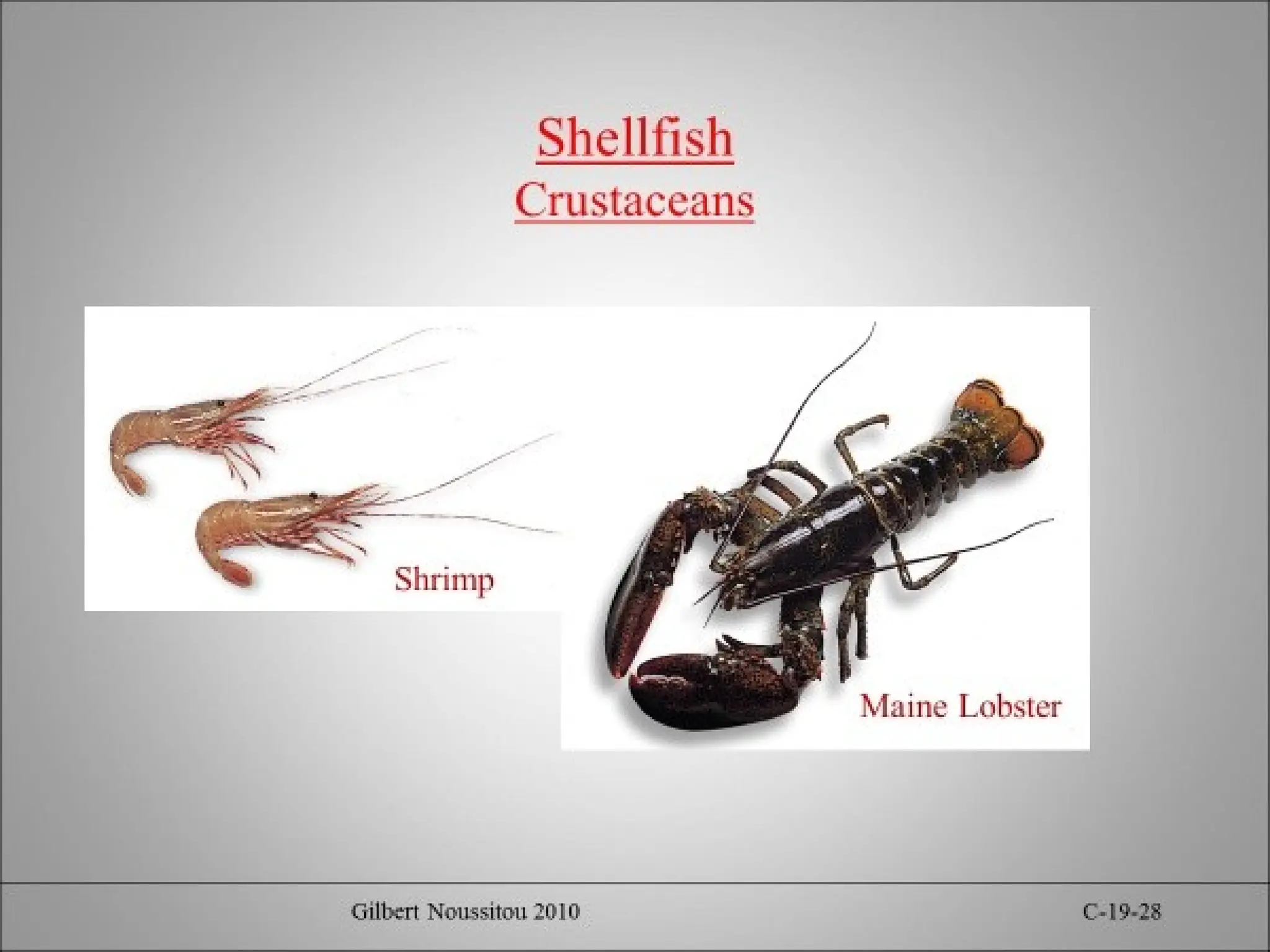 understanding the importance of FISH AND SHELLFISH.ppt