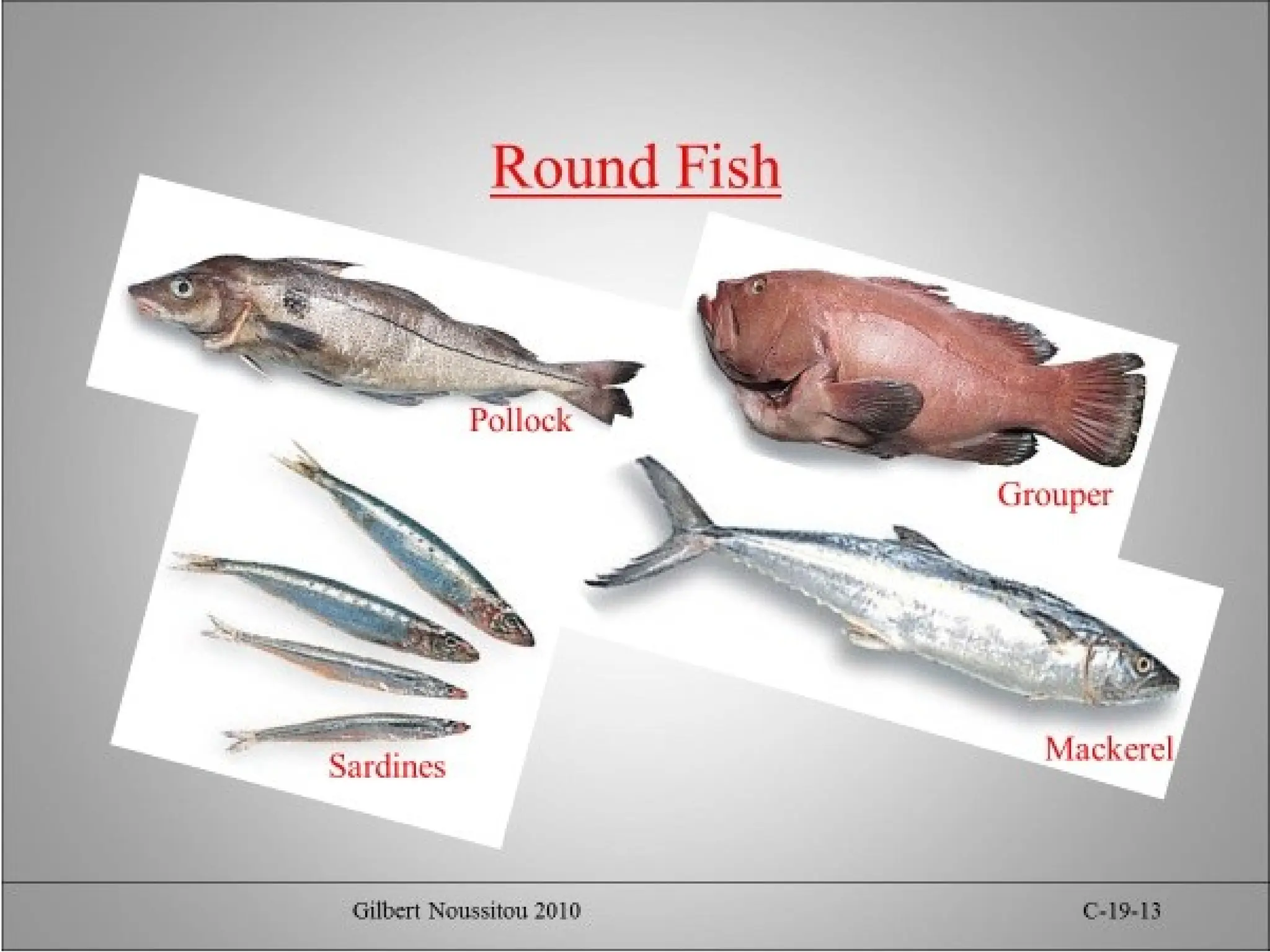 understanding the importance of FISH AND SHELLFISH.ppt