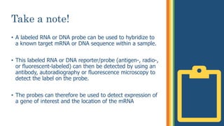 Fundamentals of Fluorescence in situ Hybridization | PPTX