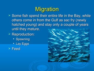 Fish biology | POT