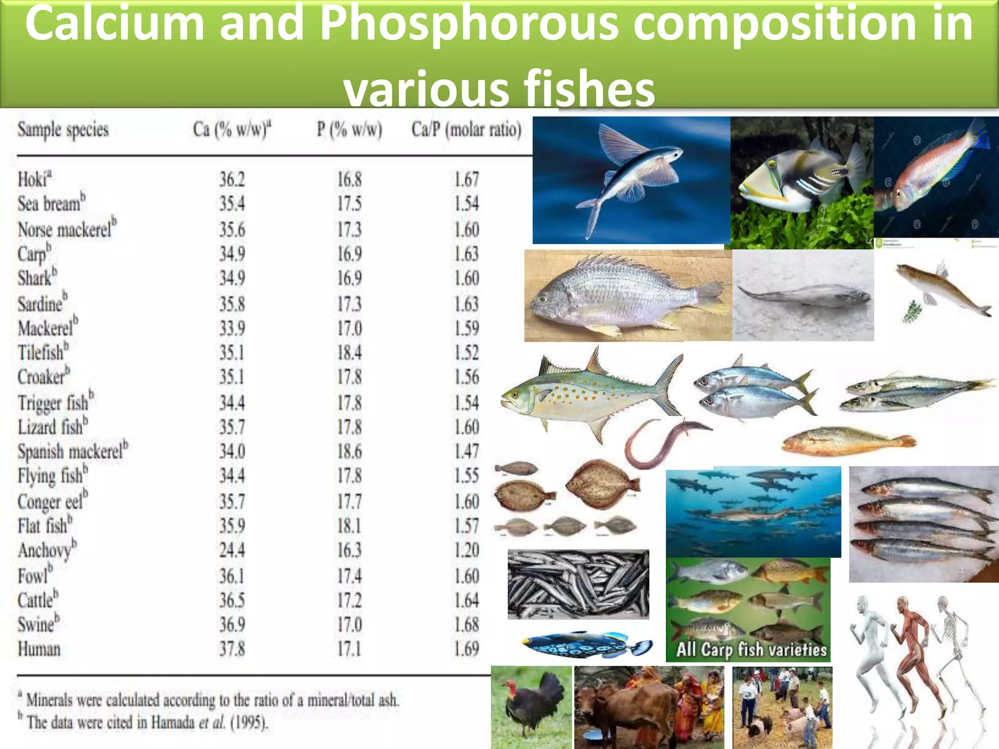 Fish bone as a calcium source.pptx