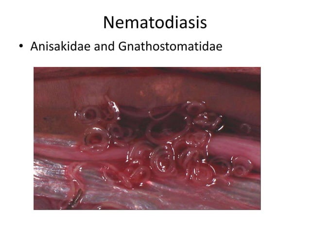 Fish borne parasitic zoonoses | PPTX | Infectious Diseases | Diseases ...