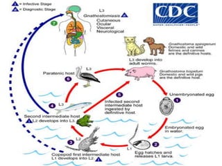 Fish borne parasitic zoonoses | PPTX