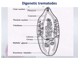 Fish borne parasitic zoonoses | PPTX