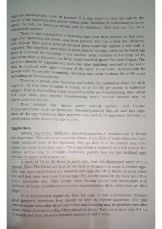 ORNAMENTAL FISH BREEDING OF EGG LAYING | PDF