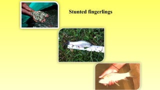 Fish Breeds and its characterstics (1).pptx