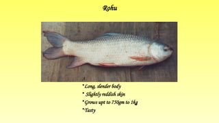 Fish Breeds and its characterstics (1).pptx