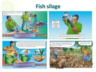 Fish By-products | PPTX