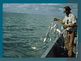 Fish capture | PPTX