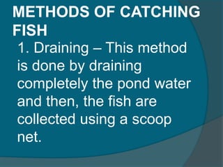 Fish capture | PPTX