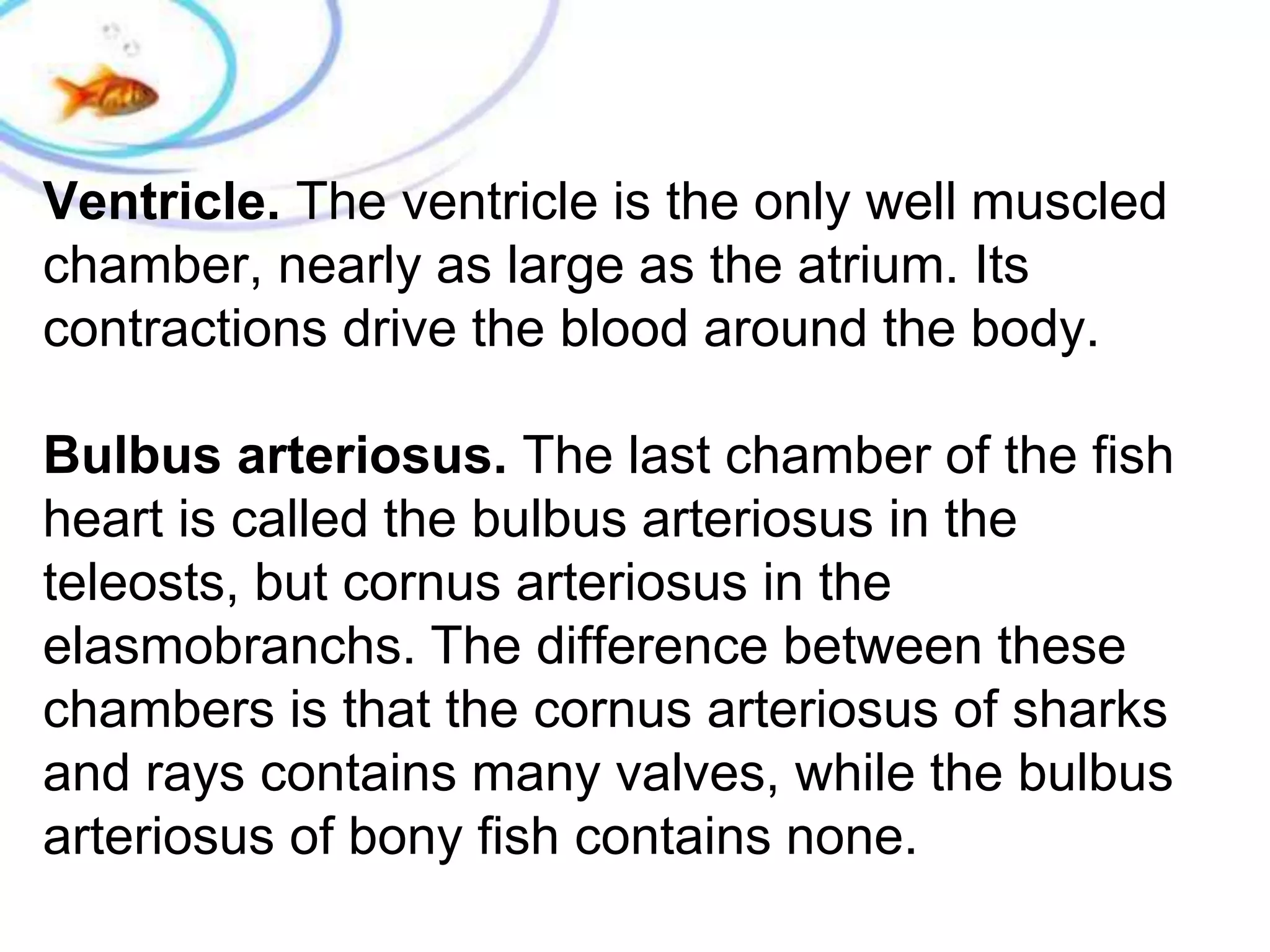 Fish Circulatory System by uzma nihar | PPTX