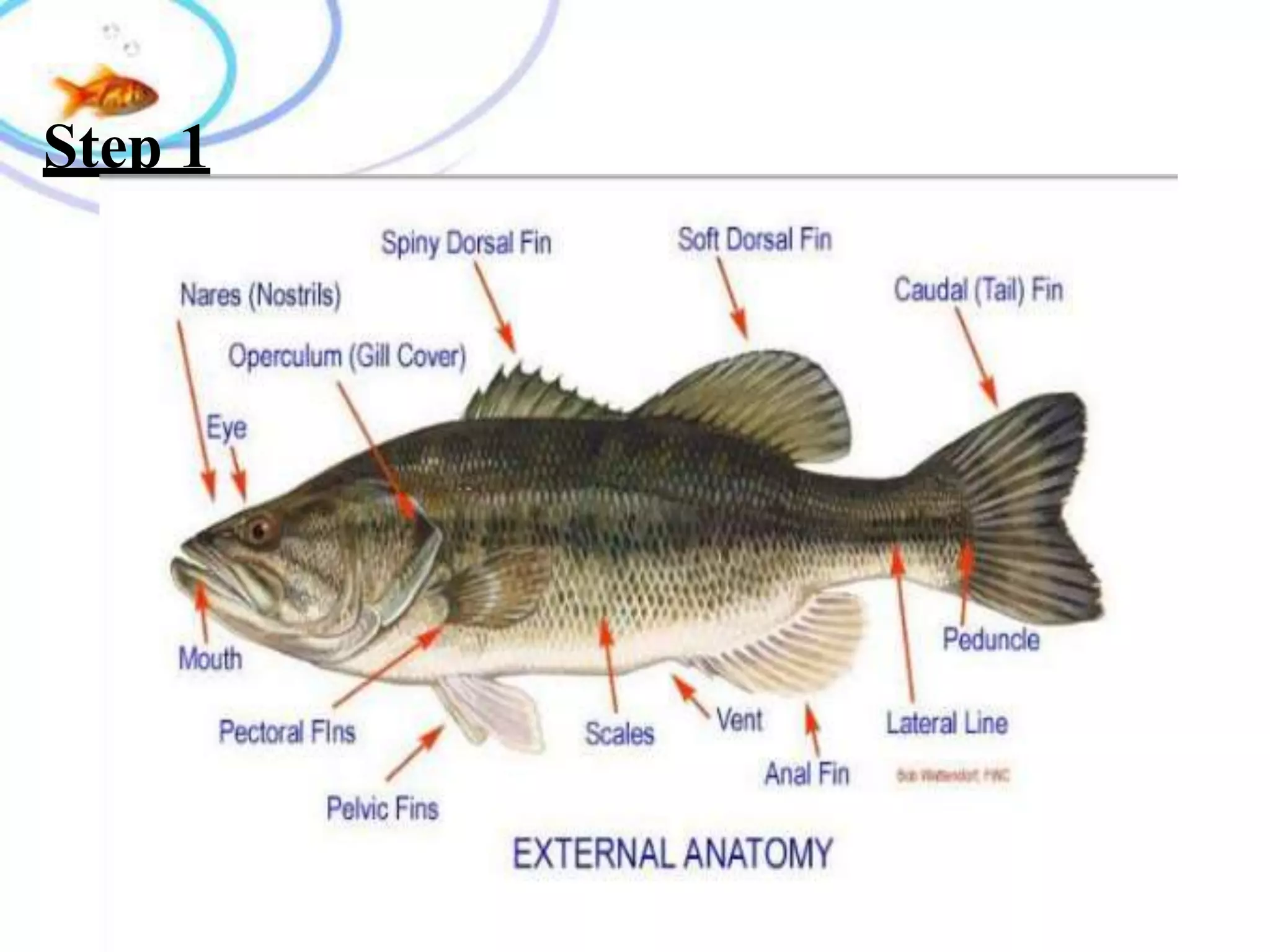 Fish Circulatory System by uzma nihar | PPTX