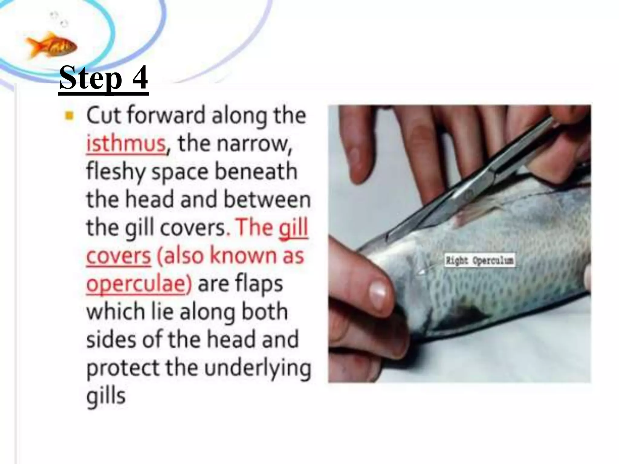 Fish Circulatory System by uzma nihar | PPTX