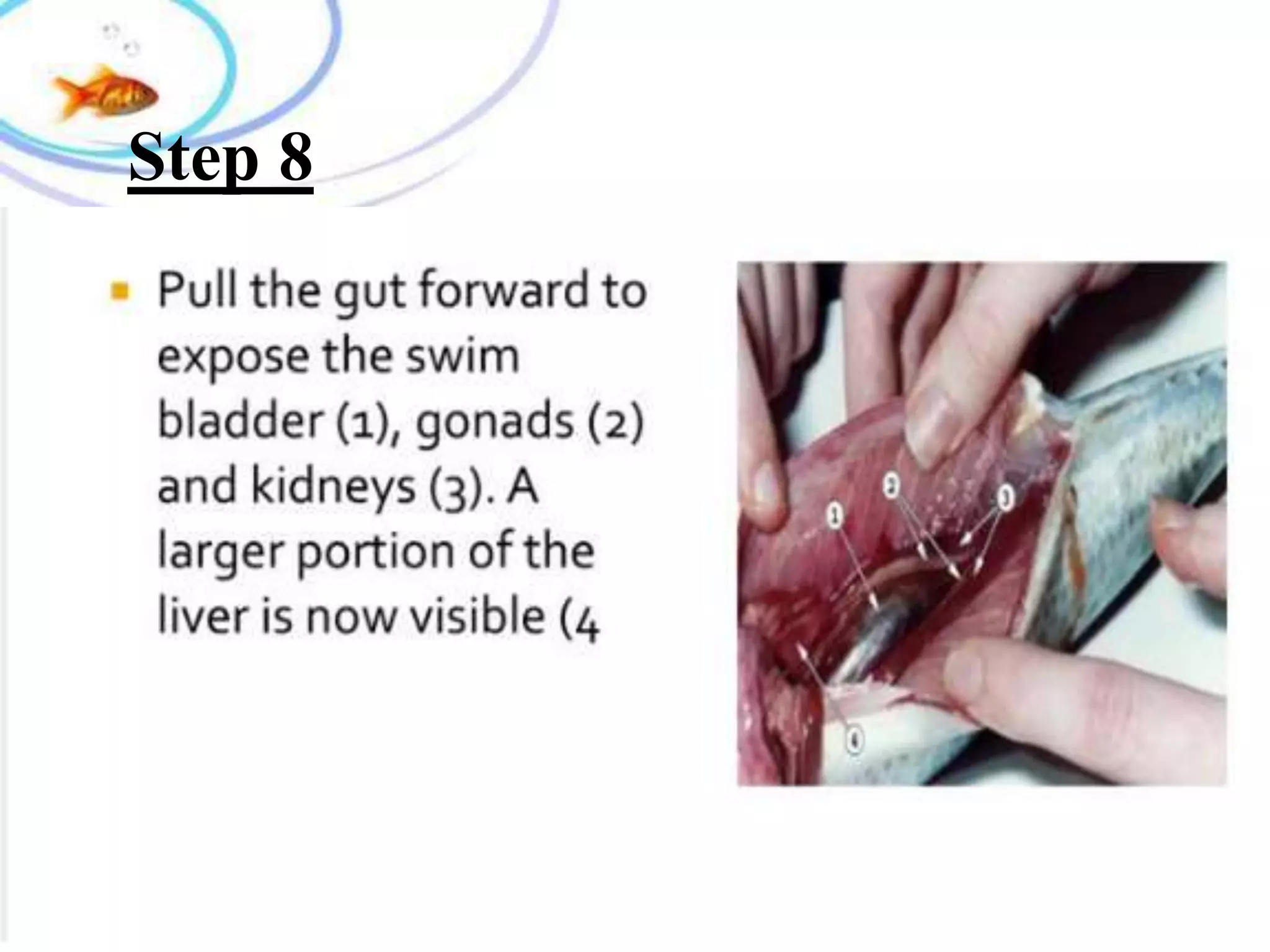Fish Circulatory System by uzma nihar | PPTX