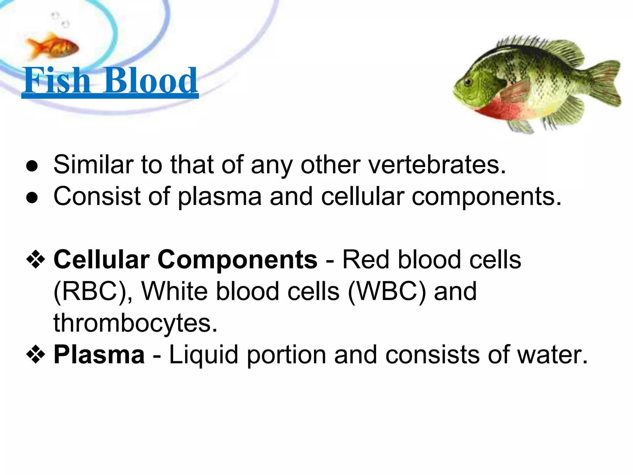 Fish Circulatory System by uzma nihar | PPTX