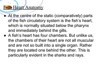 Fish Circulatory System by uzma nihar | PPTX