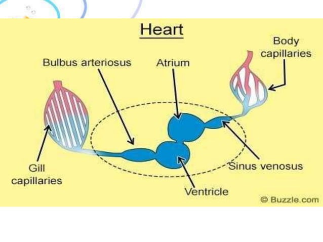 Fish Circulatory System by uzma nihar | PPTX