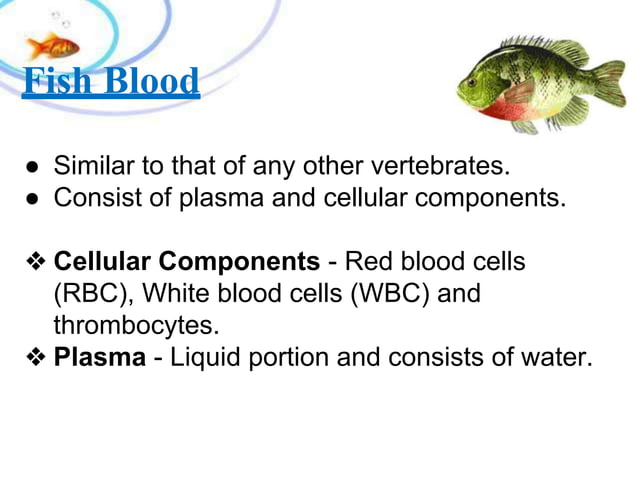 Fish Circulatory System by uzma nihar | PPTX