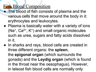 Fish Circulatory System by uzma nihar | PPTX