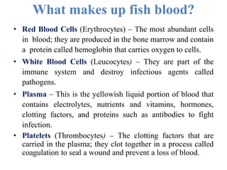 Fish Circulatory System by uzma nihar | PPTX
