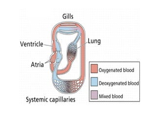 Fish Circulatory System Diagram