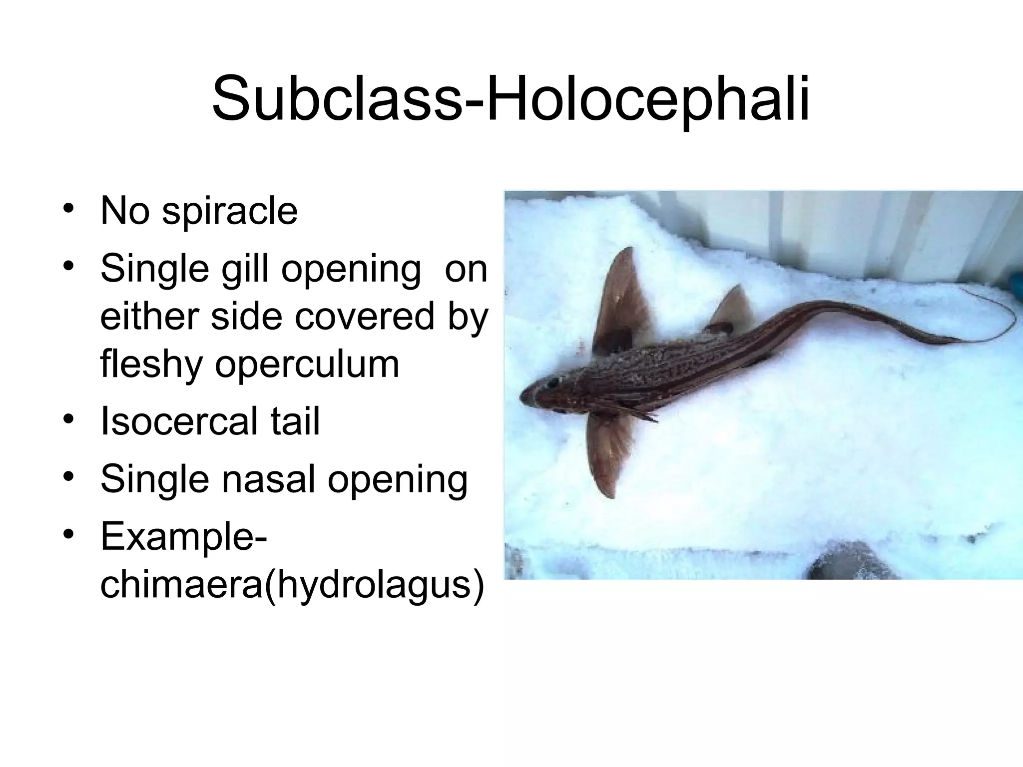 Fish classification by deepak rawal | PPT