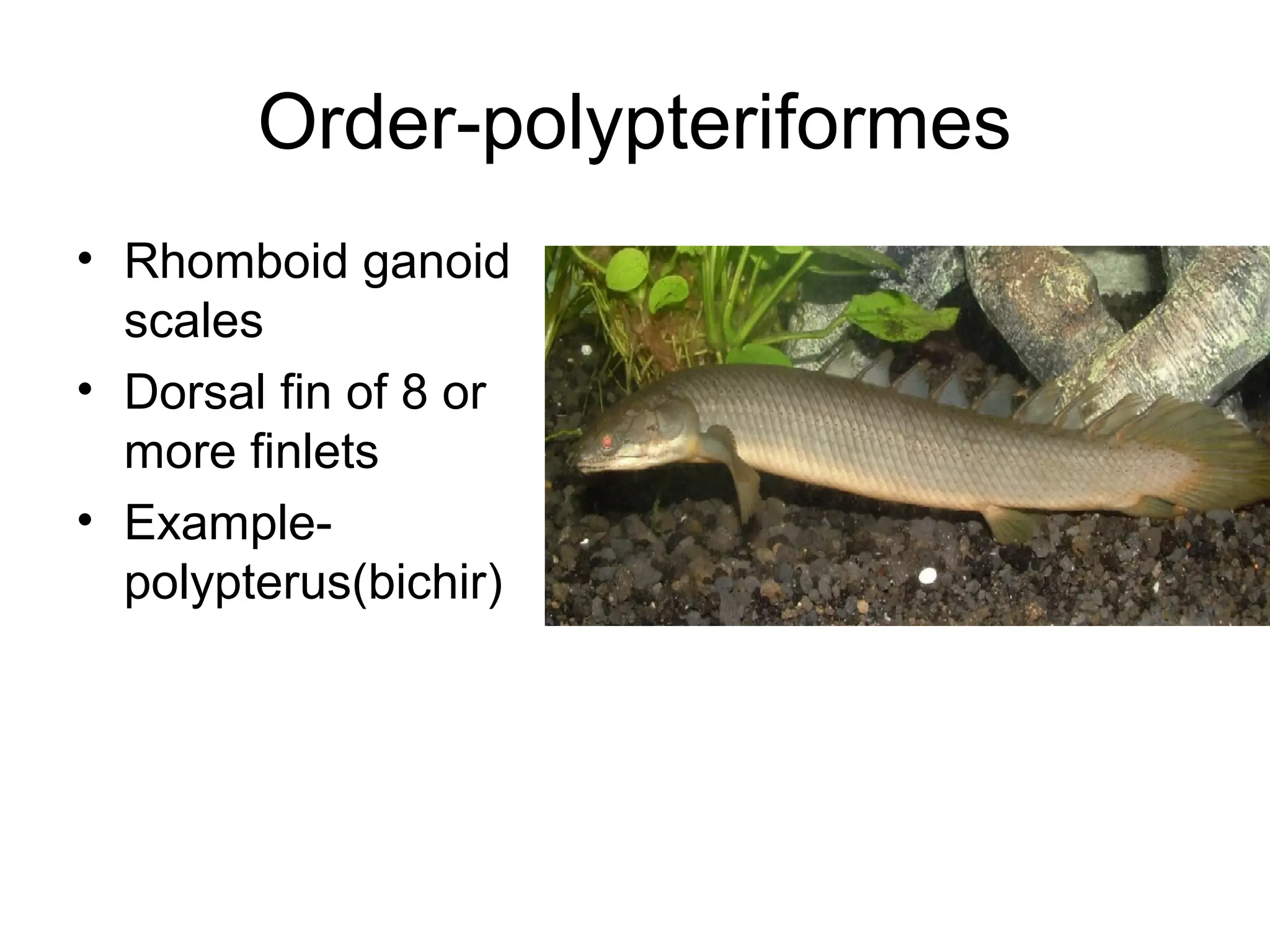 Fish classification by deepak rawal | PPT