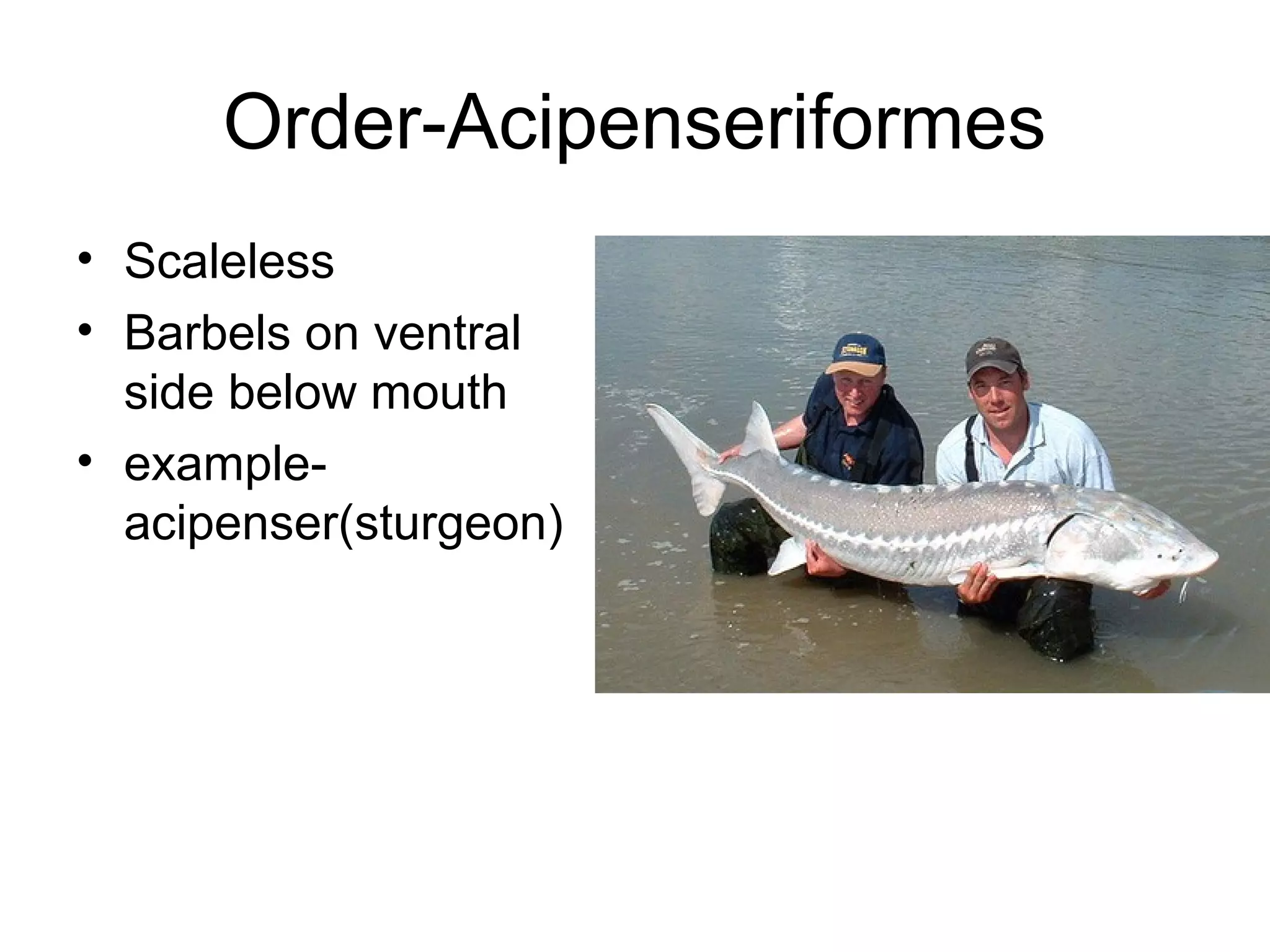 Fish classification by deepak rawal | PPT