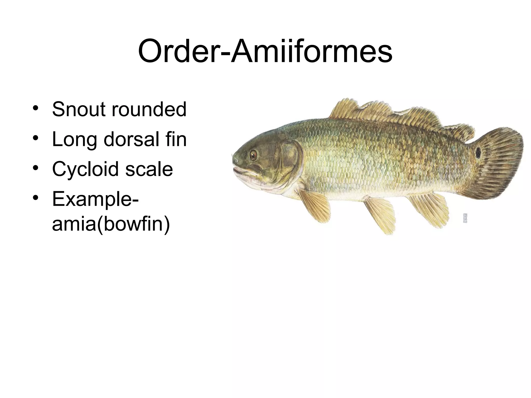 Fish classification by deepak rawal | PPT