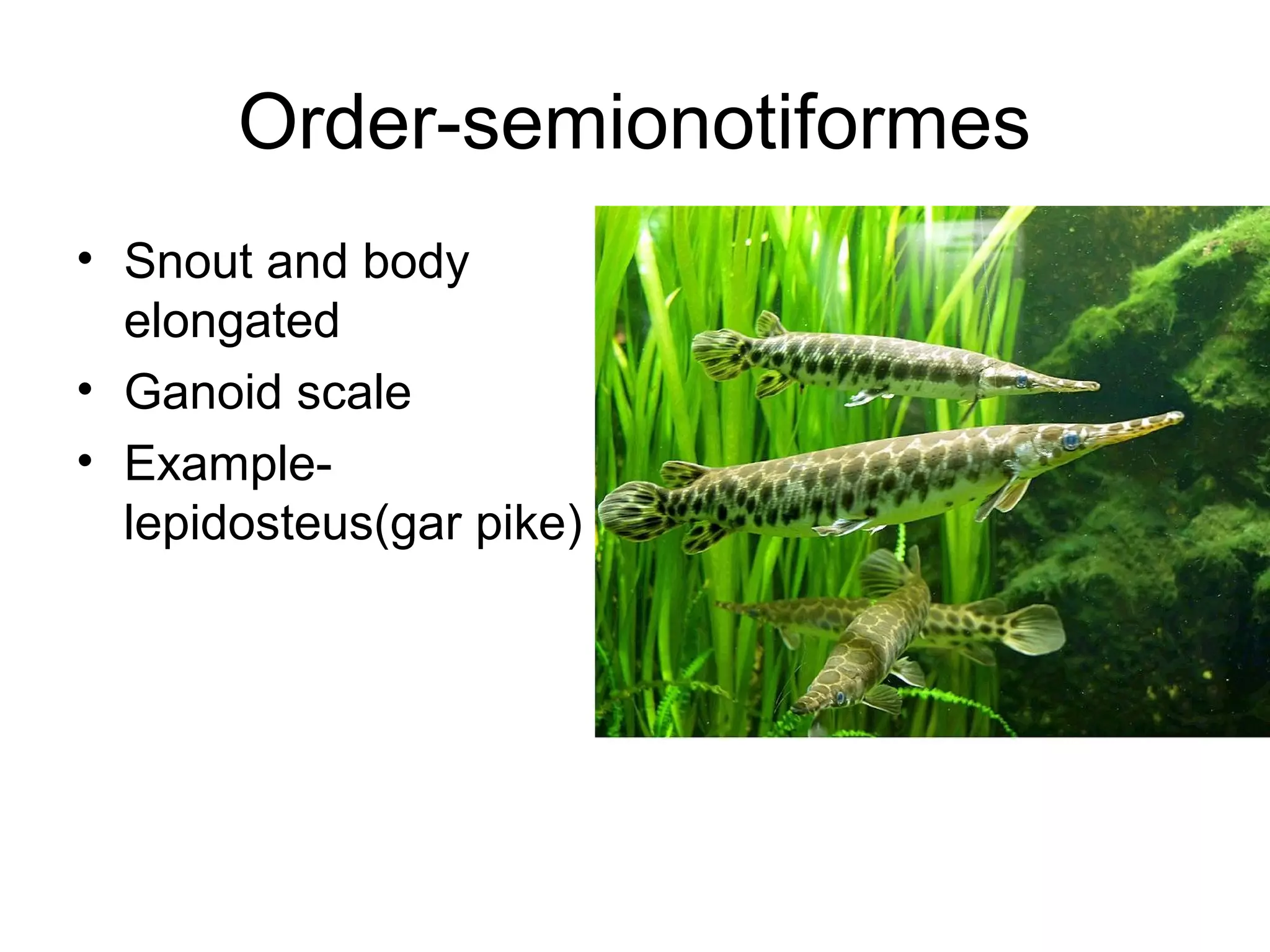 Fish classification by deepak rawal | PPT