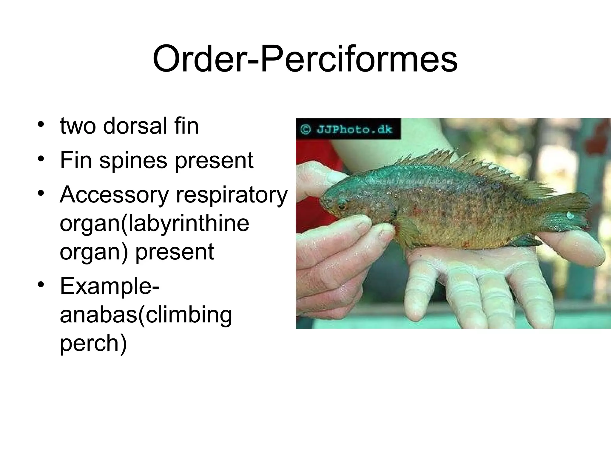 Fish classification by deepak rawal | PPT