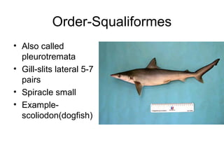 Fish classification by deepak rawal | PPT