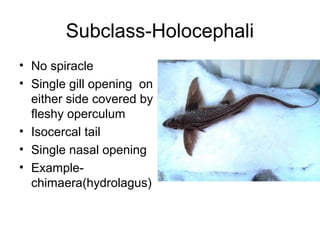 Fish classification by deepak rawal | PPT