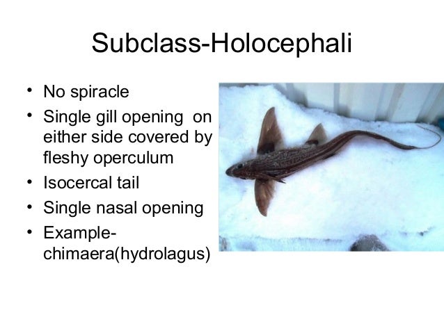 Fish classification by deepak rawal