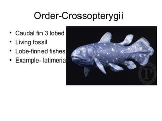 Fish classification | PPTX