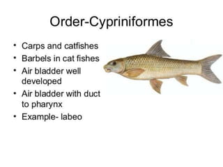 Fish classification | PPTX