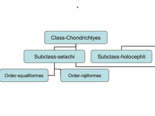 Fish classification | PPTX