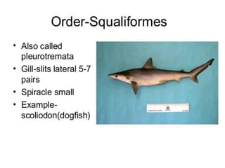 Fish classification | PPTX