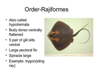Fish classification | PPTX