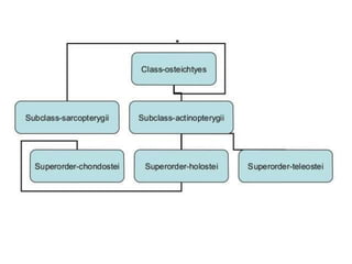 Fish classification | PPTX