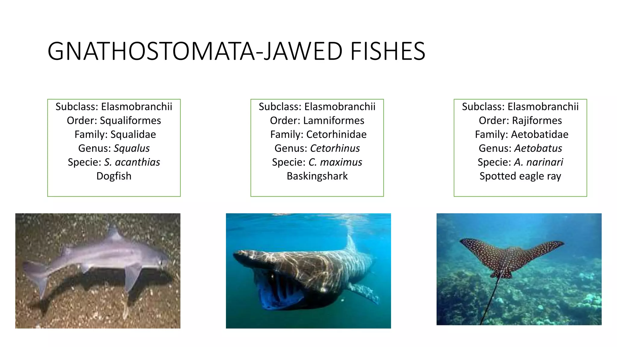 Fish classification | PPTX
